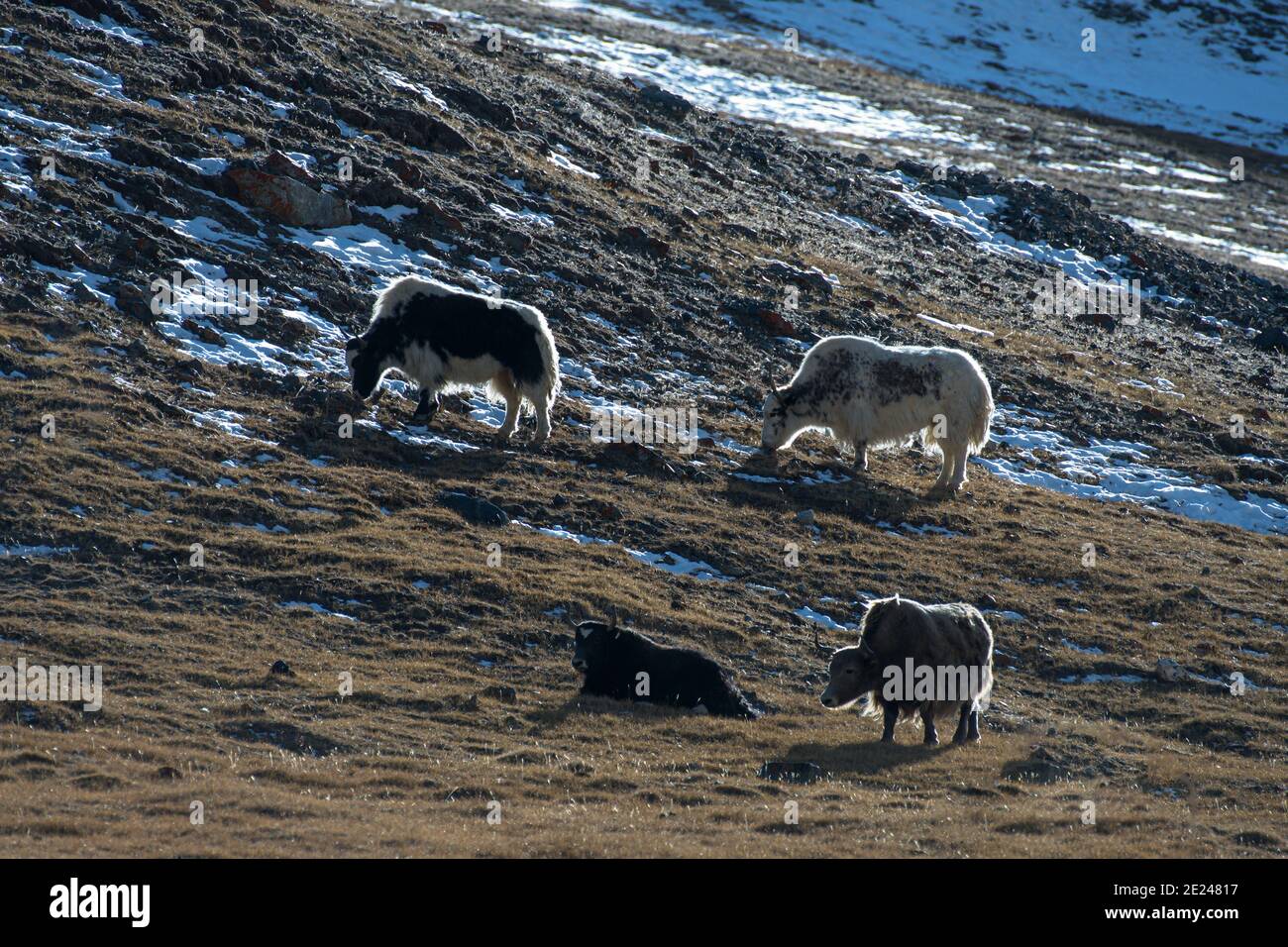 Himalayan plateau animals hi-res stock photography and images - Alamy