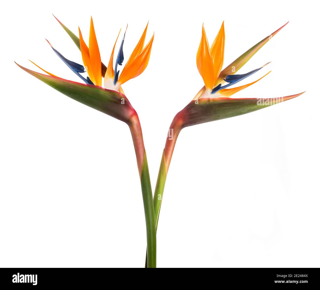 bird of paradise ( Strelitzia reginae ) isolated on white background ...