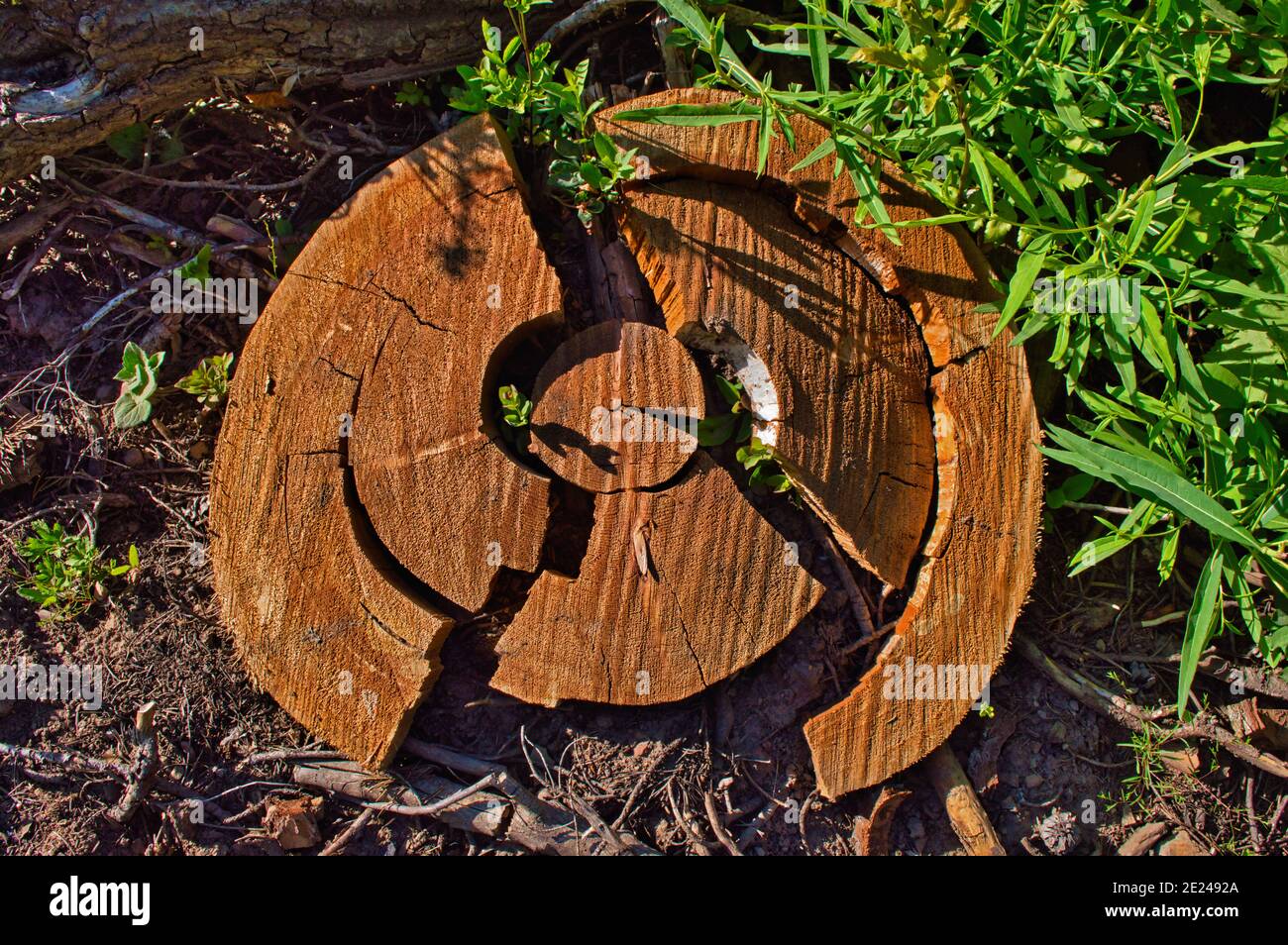 Top view of a broken tree board under the sunlight Stock Photo - Alamy