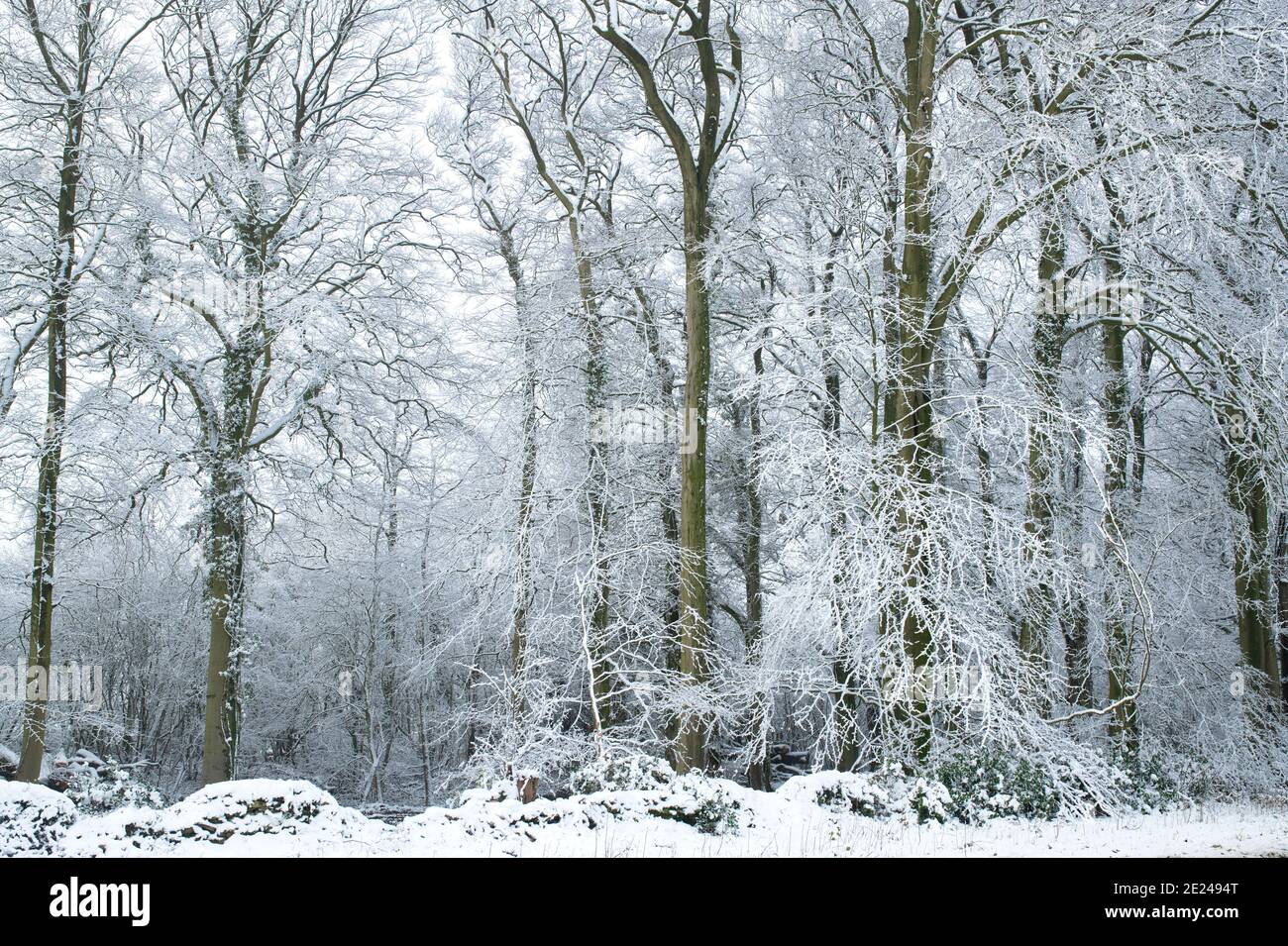Snow covered trees in december in the cotswold countryside. Near ...