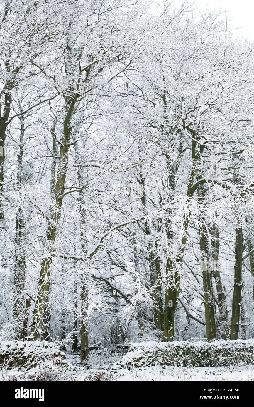 Snow covered trees in december in the cotswold countryside. Near ...