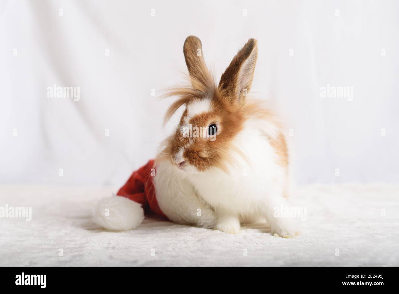 A nice rabbit sitting in a pink present box with blue background Stock ...