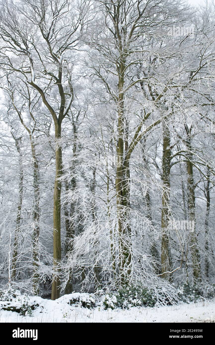 Snow covered trees in december in the cotswold countryside. Near ...