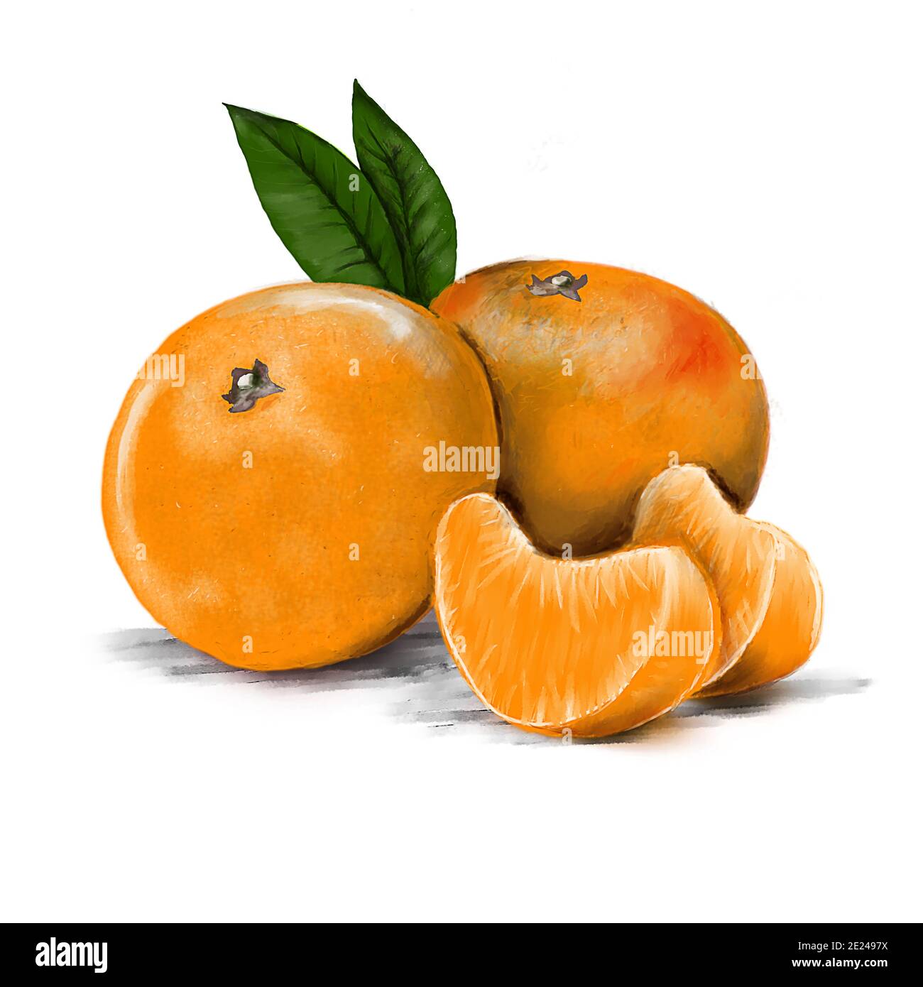 hand drawn illustration of mandarins with spikes Stock Photo - Alamy