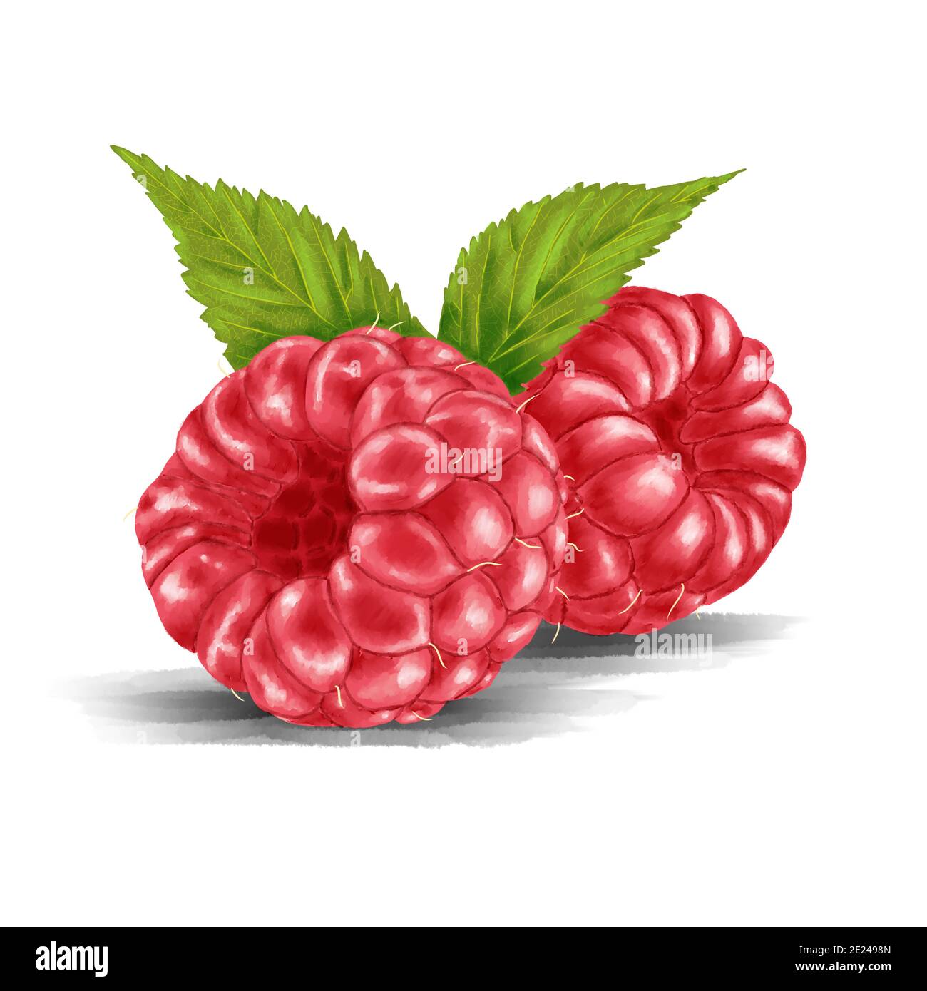 watercolor illustration of hand drawn raspberries Stock Photo - Alamy