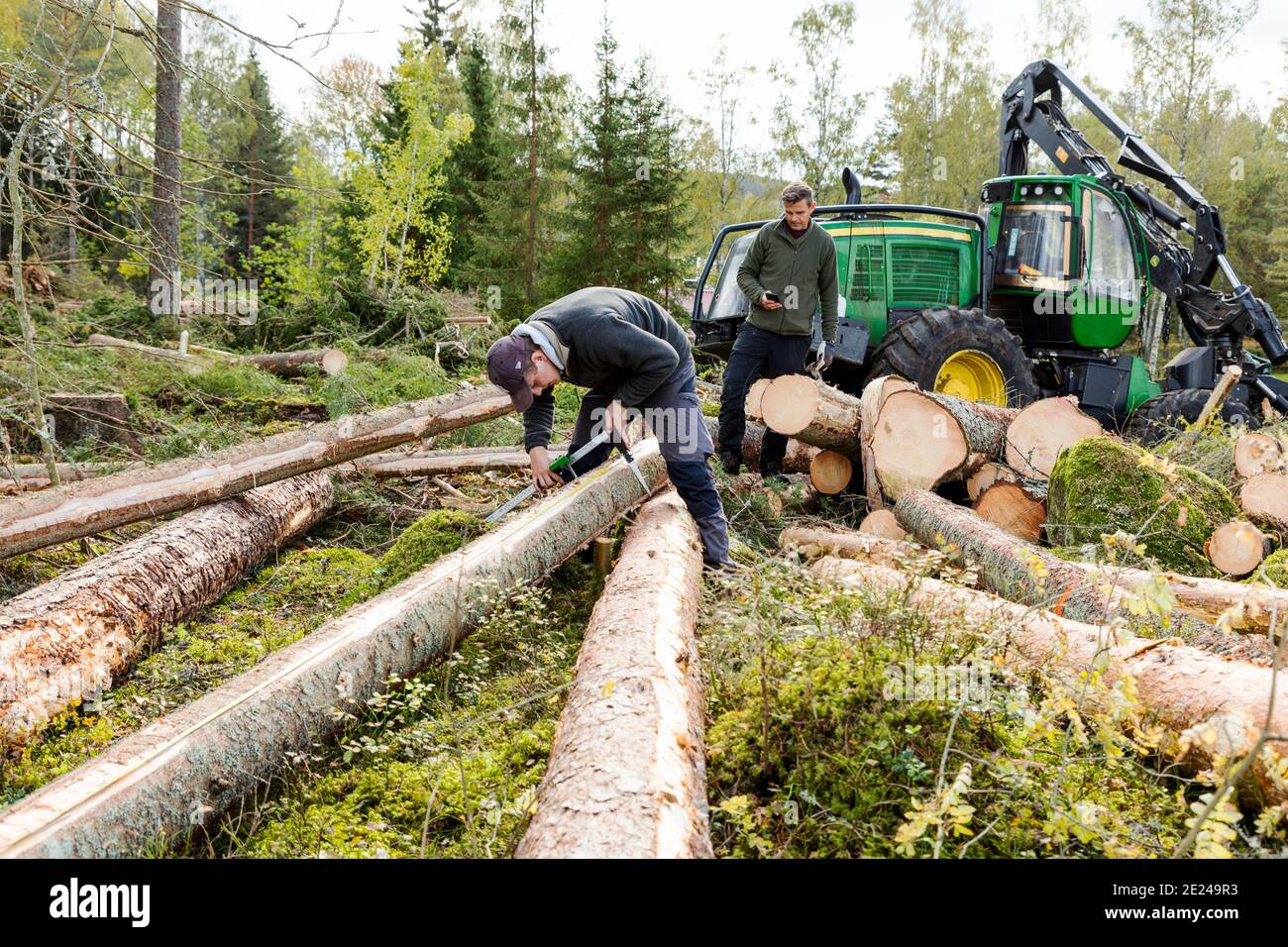 Measuring tree hi-res stock photography and images - Alamy