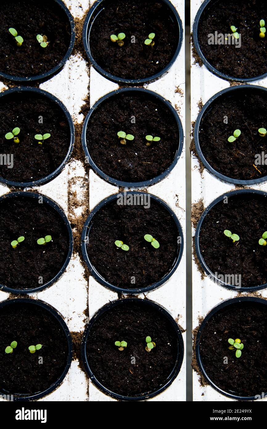 Seedling germinating hi-res stock photography and images - Alamy