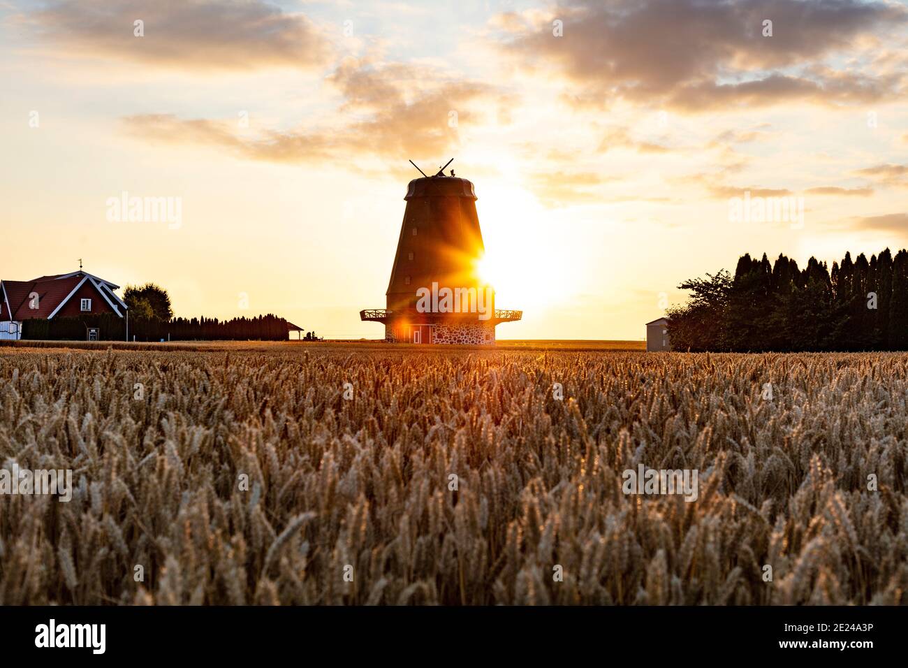 Wheat field with silhouette of windmill on background Stock Photo - Alamy