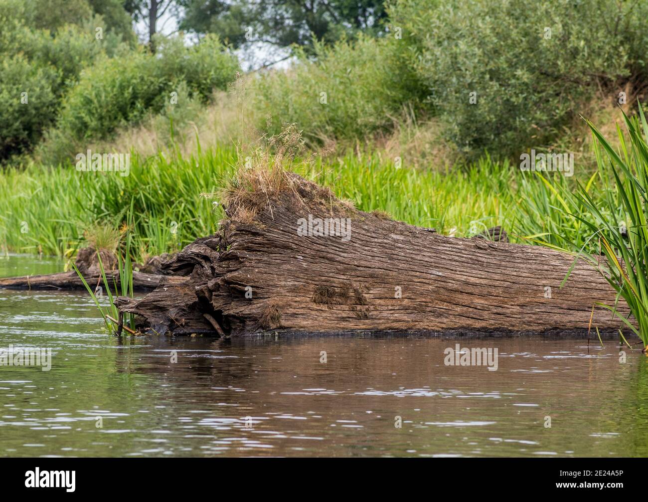 Landscape of tree bough with greenery in the river Stock Photo - Alamy