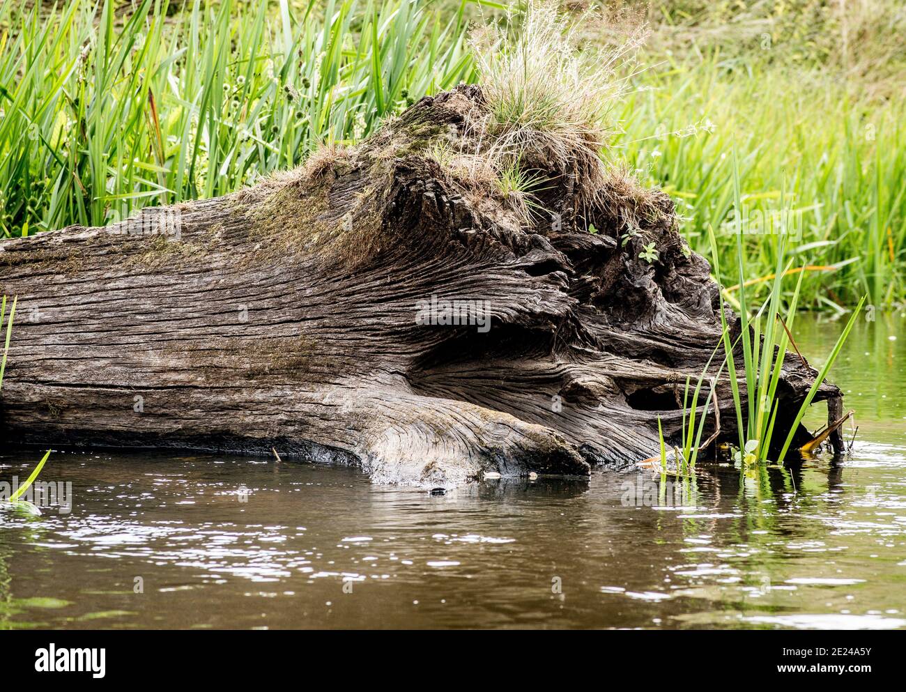 Landscape of tree bough with greenery in the river Stock Photo - Alamy
