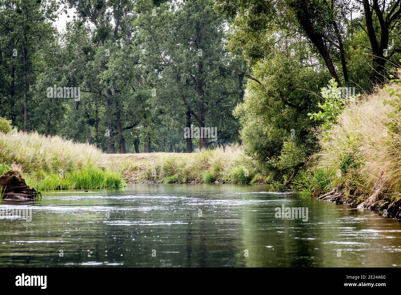 View of lowland river surrounded by greenery Stock Photo - Alamy