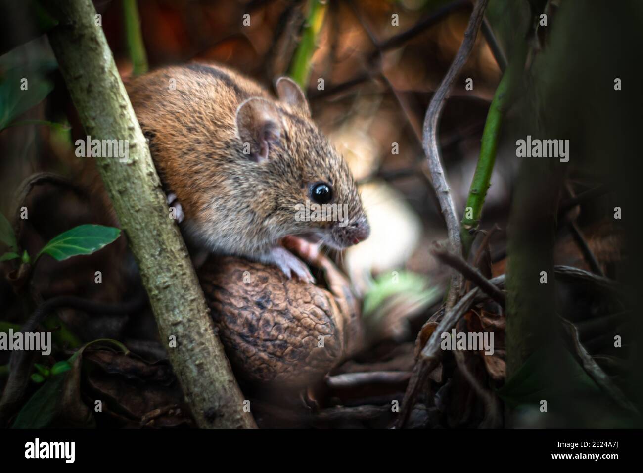 Selective focus shot of a field mouse nibbling a nut Stock Photo - Alamy