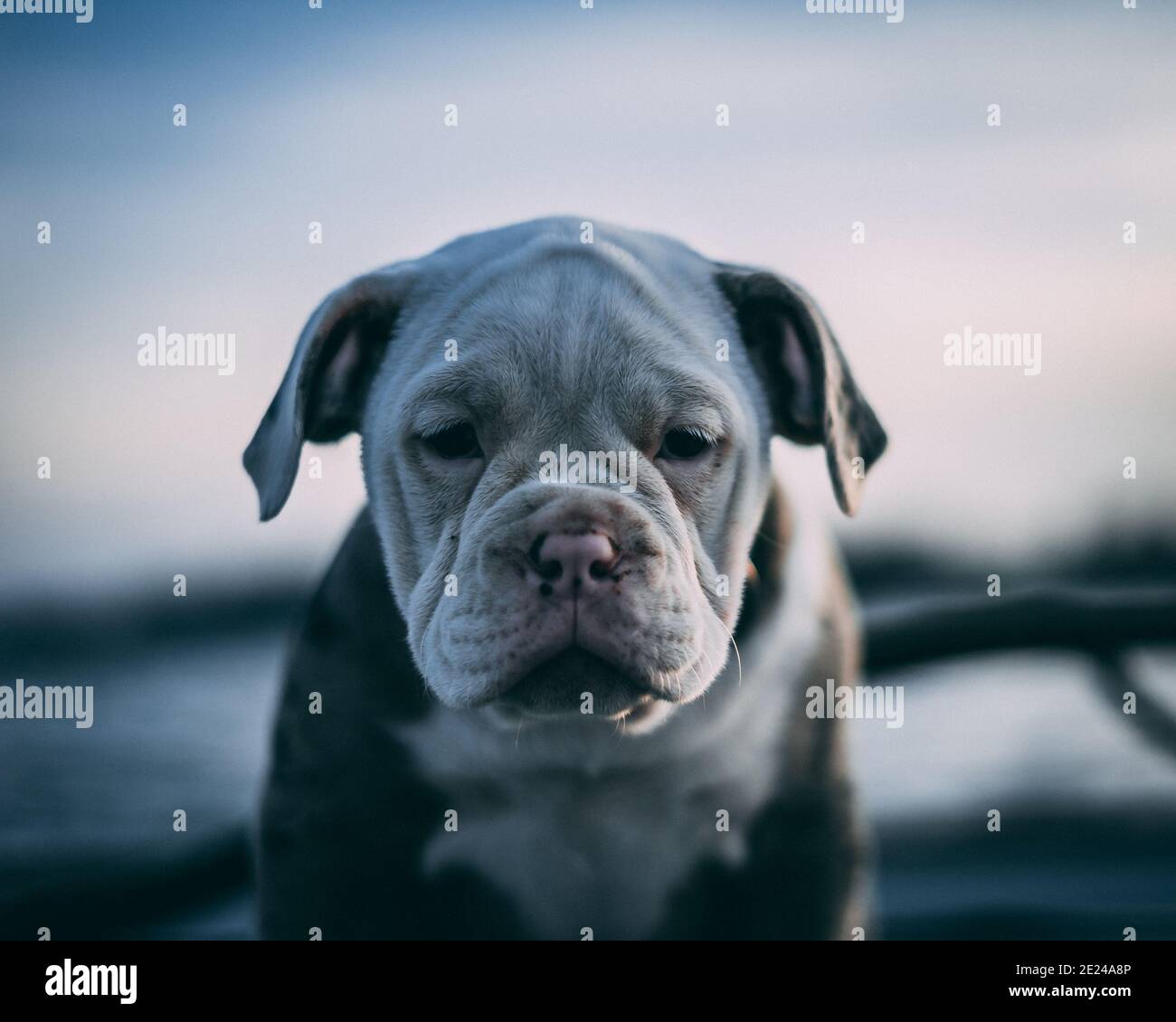 A close up of a dog Stock Photo - Alamy