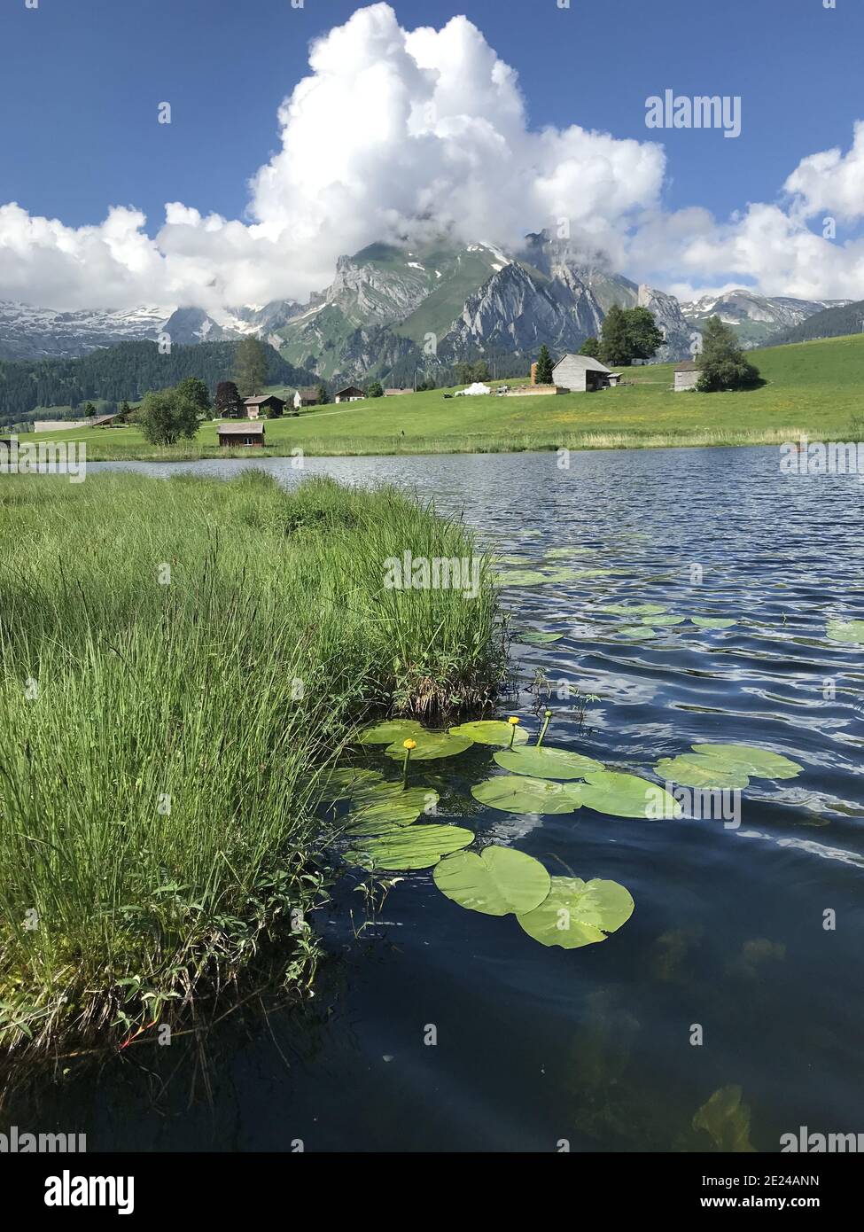 Vertical shot of a lake with water lilies and grass with mountains in ...