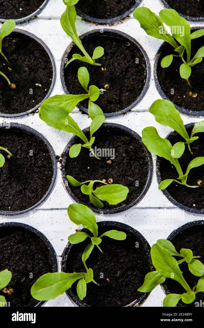 Seedling plants hi-res stock photography and images - Alamy