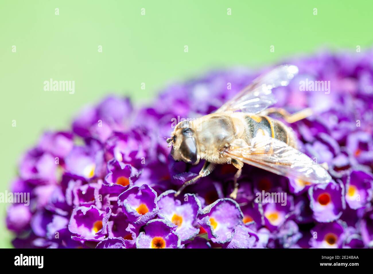 honey bee collecting pollen on a purple buddleja flower in blur ...