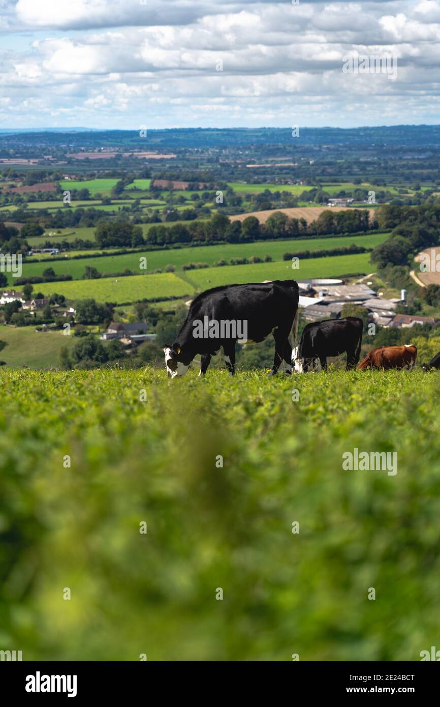 Cows at Fontmell Down, Shaftesbury, UK Stock Photo - Alamy
