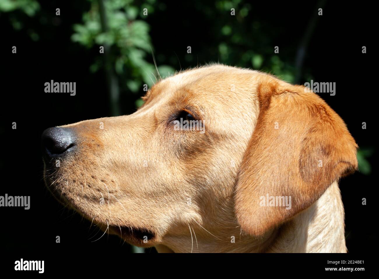 Portrait of Labrador Retriever looking at something close up on face ...