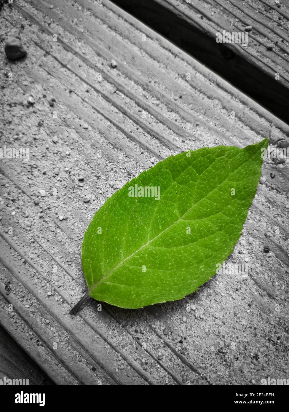 Top view of a green leaf on a gray background - loneliness concept Stock Photo - Alamy
