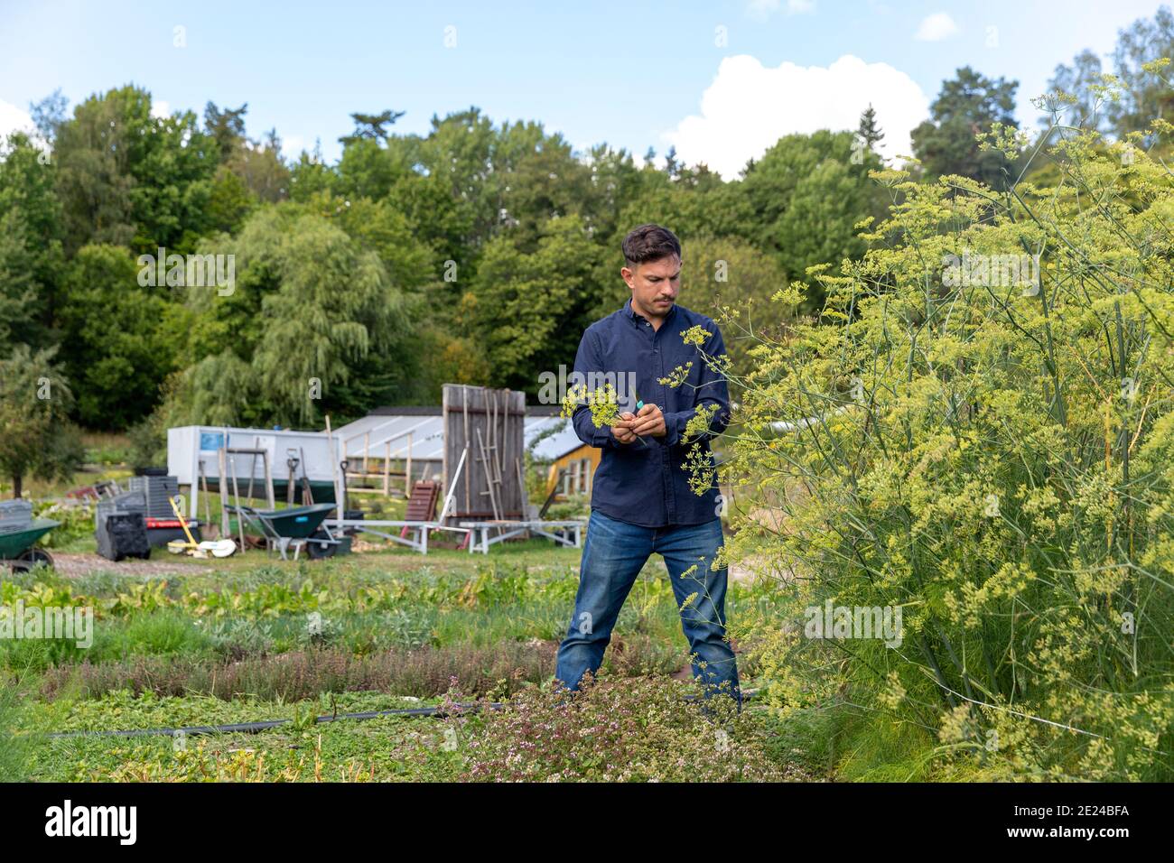 Man picking dill on allotment Stock Photo - Alamy