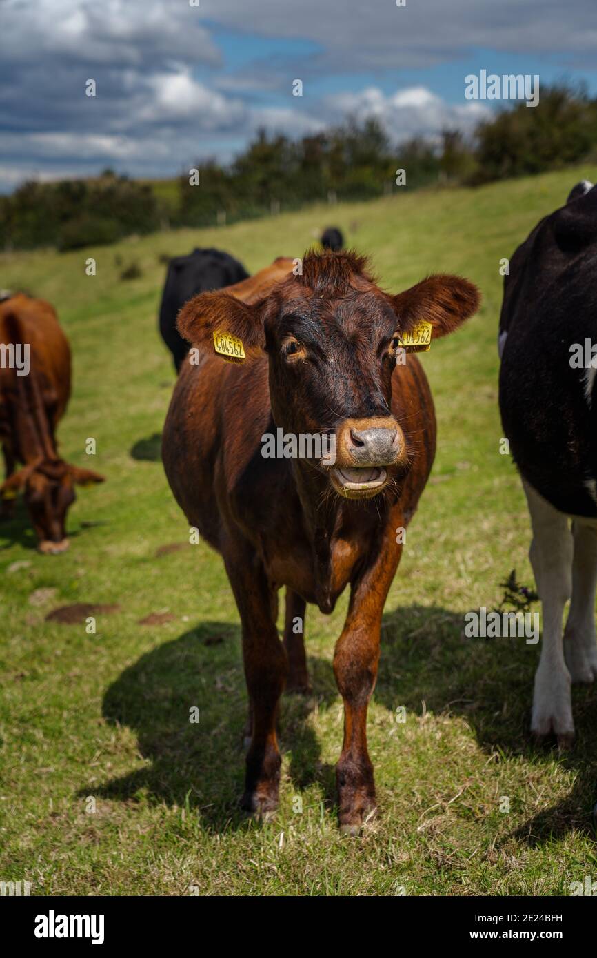 Fontmell hi-res stock photography and images - Alamy