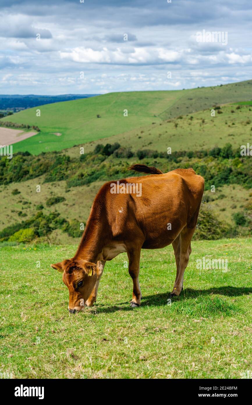 Fontmell hi-res stock photography and images - Alamy