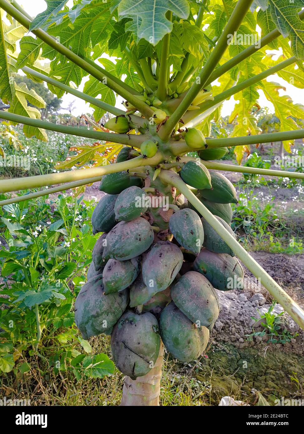 The papaya, papaw, or pawpaw is the plant Carica papaya, one of the 22 ...