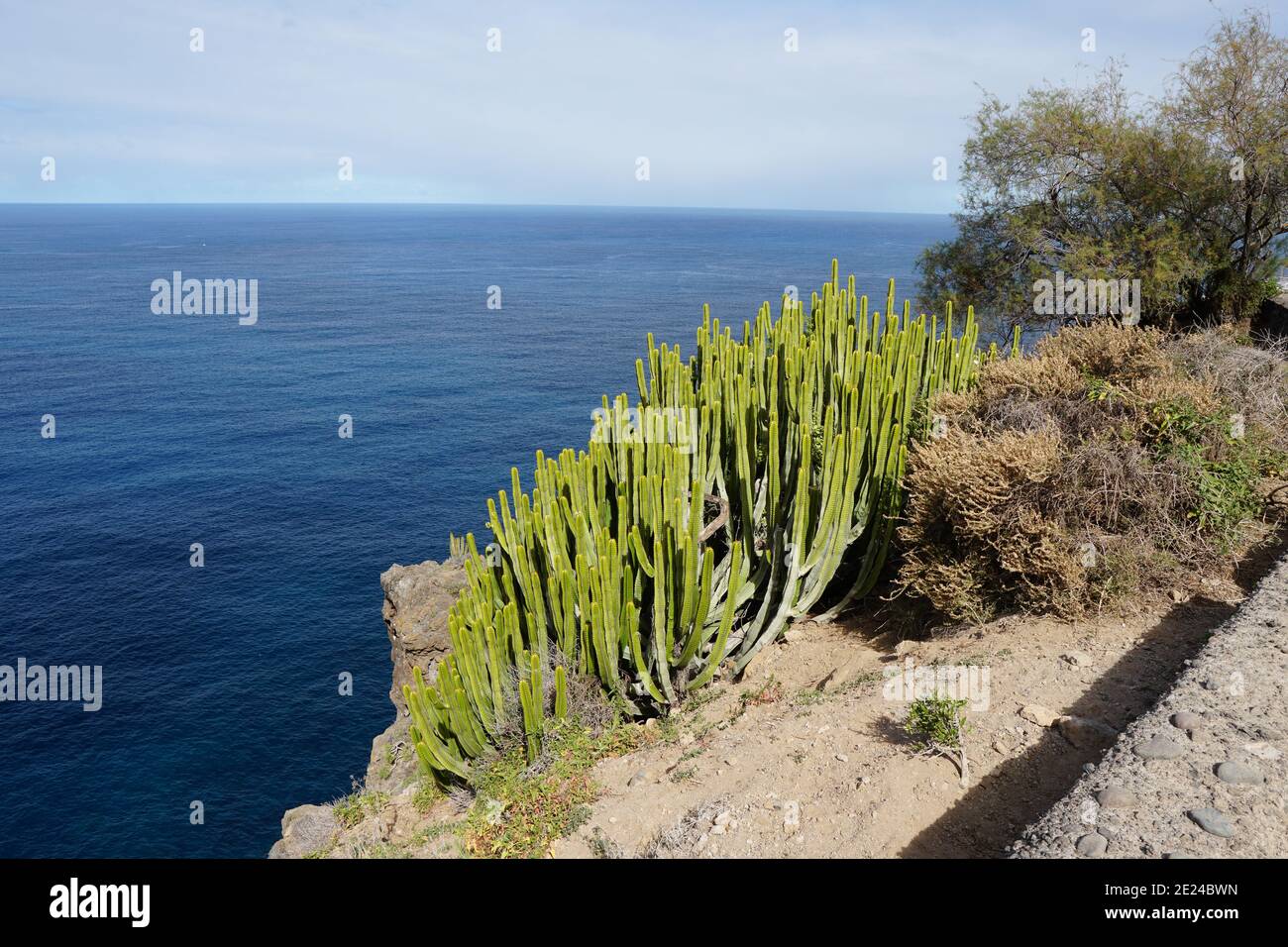Closeup of a cactus plant overlooking a sea Stock Photo - Alamy