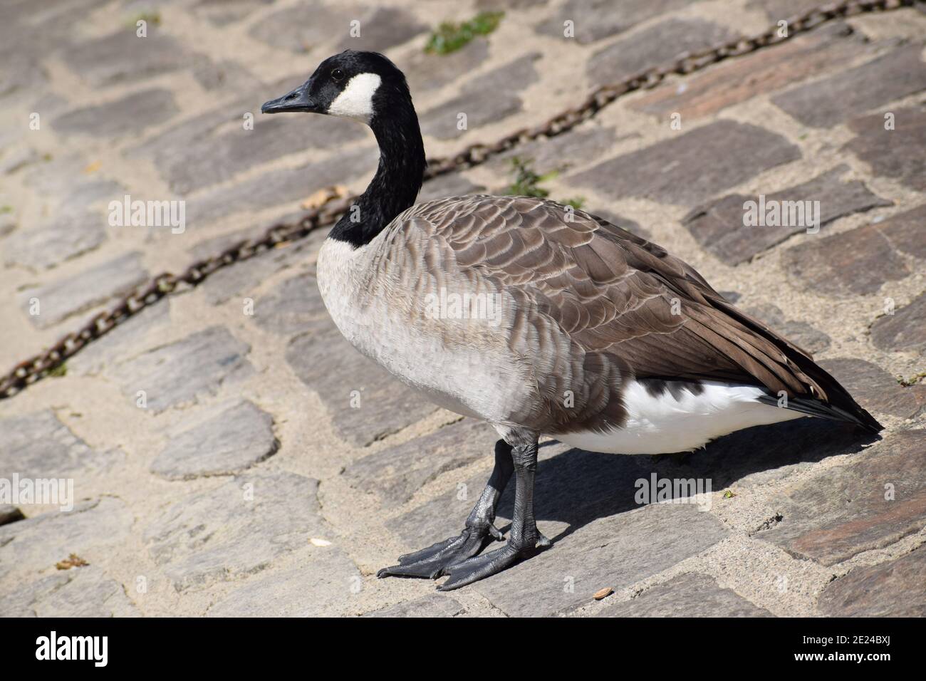 Canadian grey goose Stock Photo - Alamy