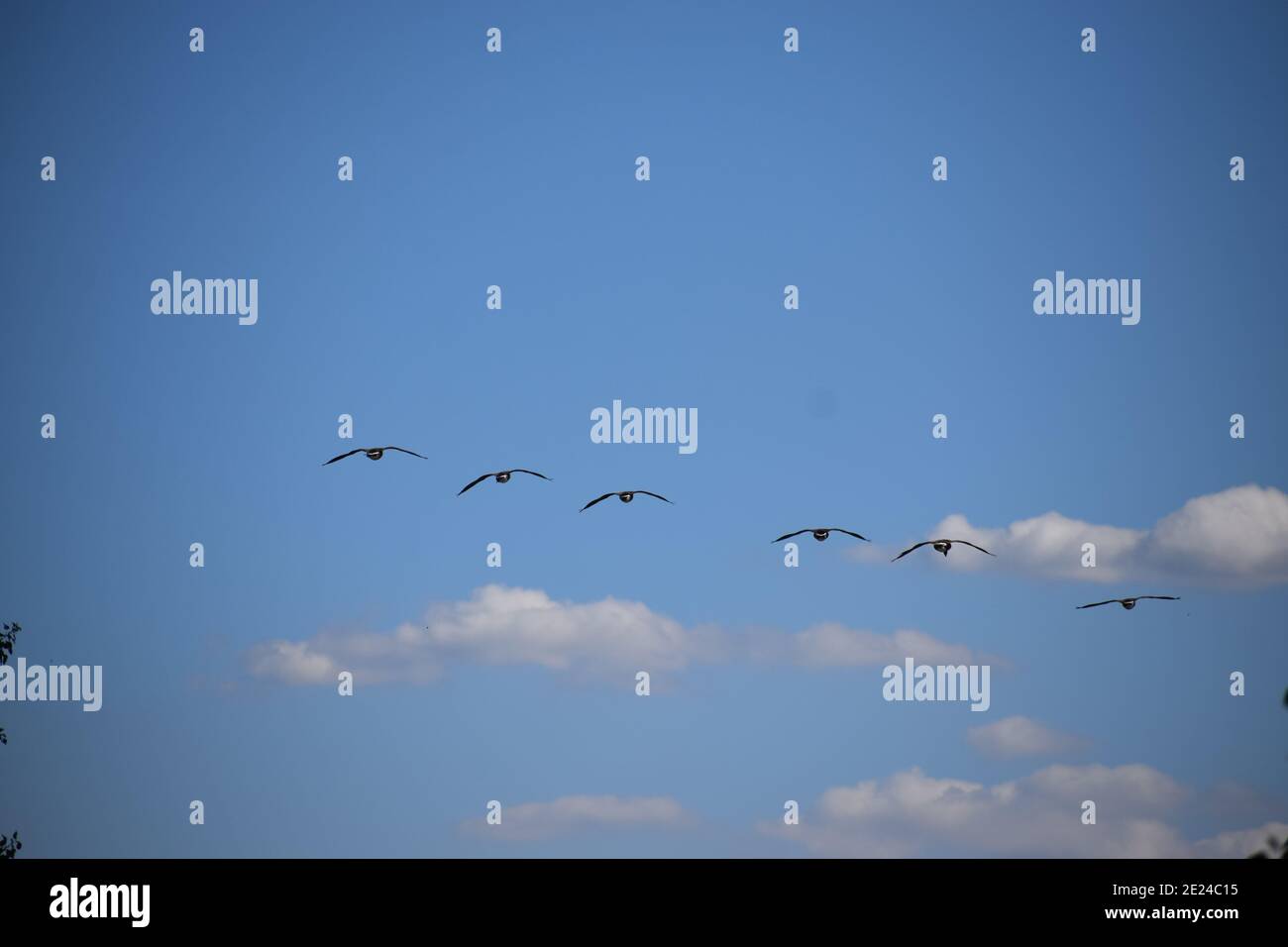 Canadian grey goose flying south Stock Photo - Alamy