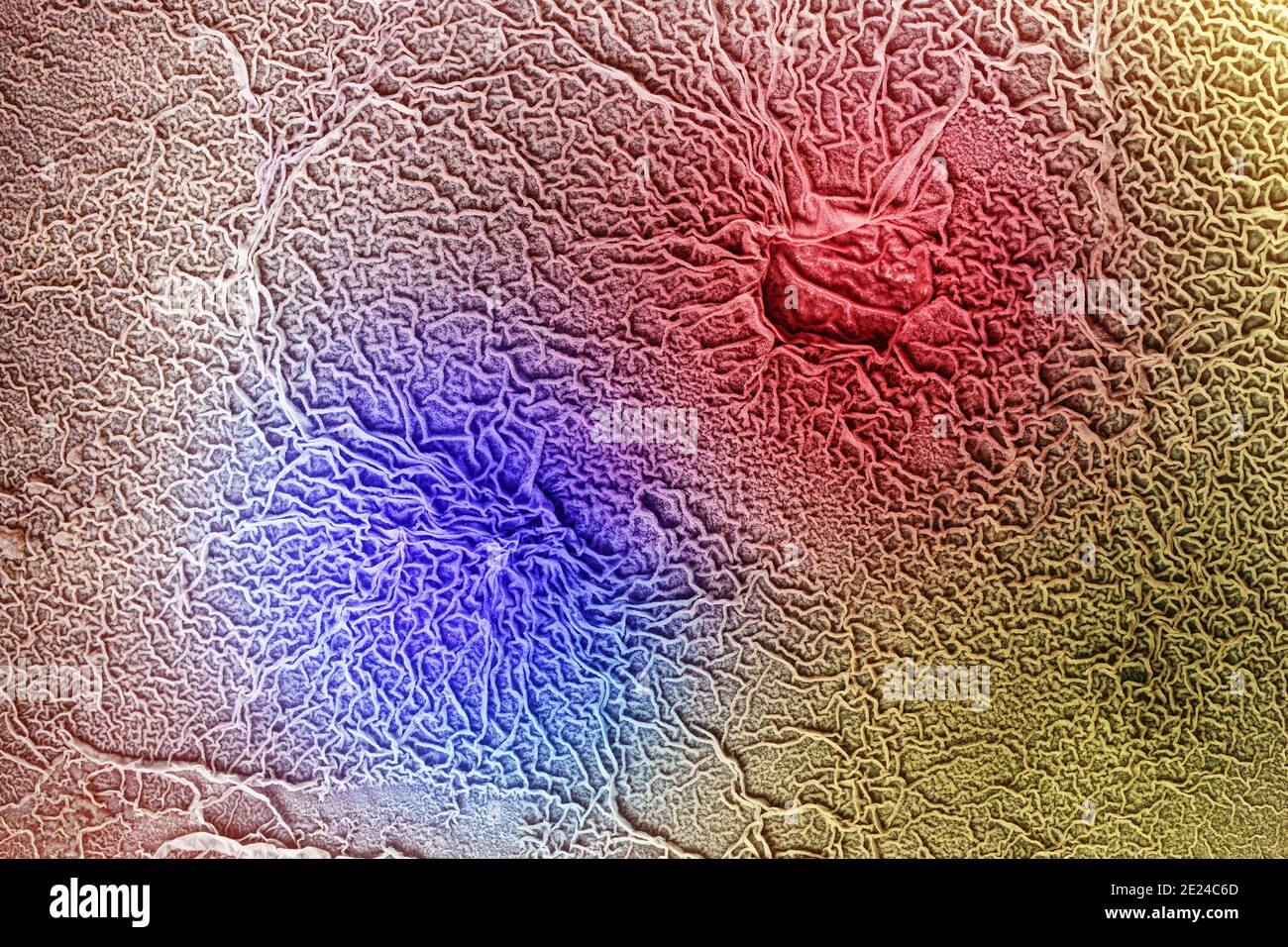biological texture microscopic. Brain neural networks. Electron ...