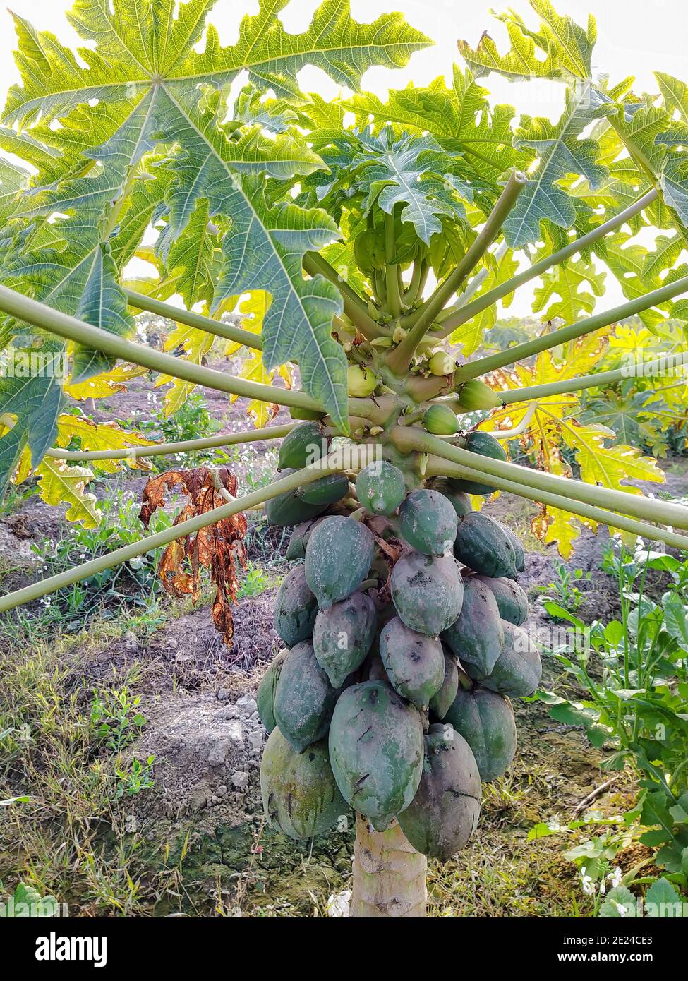 Family caricaceae hi-res stock photography and images - Alamy