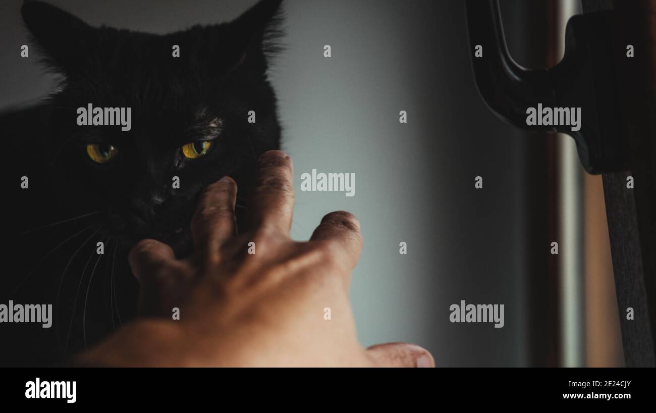 Man petting cat window hi-res stock photography and images - Alamy