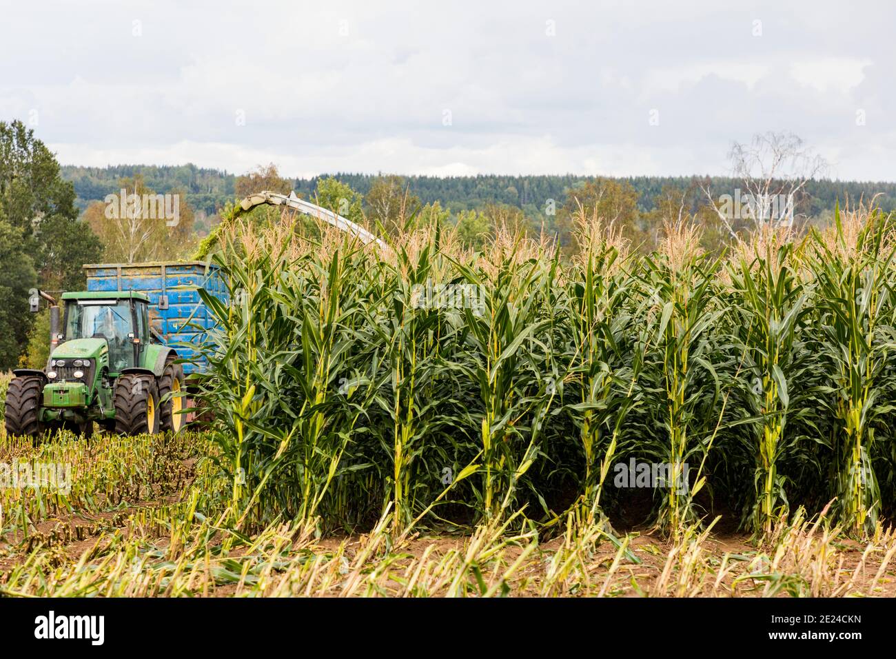 Harvesting corn field Stock Photo - Alamy