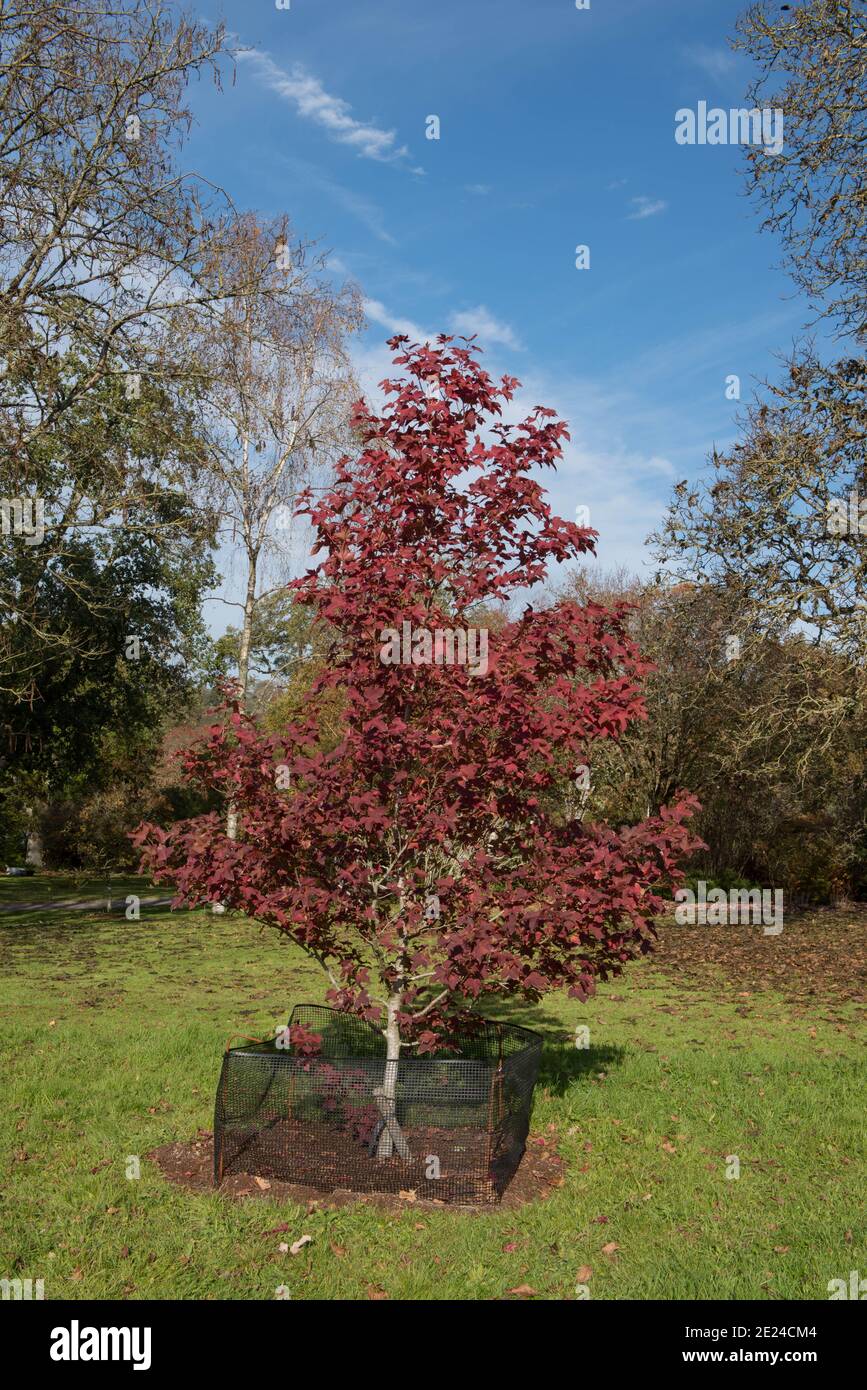 Bright Red Autumn Leaves on a Chang's Sweet Gum Tree (Liquidambar ...