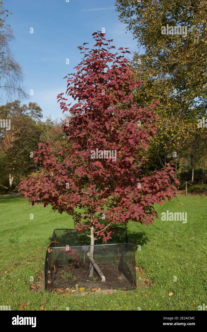 Chinese sweet gum tree hi-res stock photography and images - Alamy