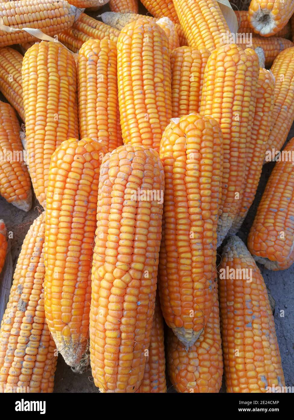 Maize, also known as corn, is a cereal grain first domesticated by ...