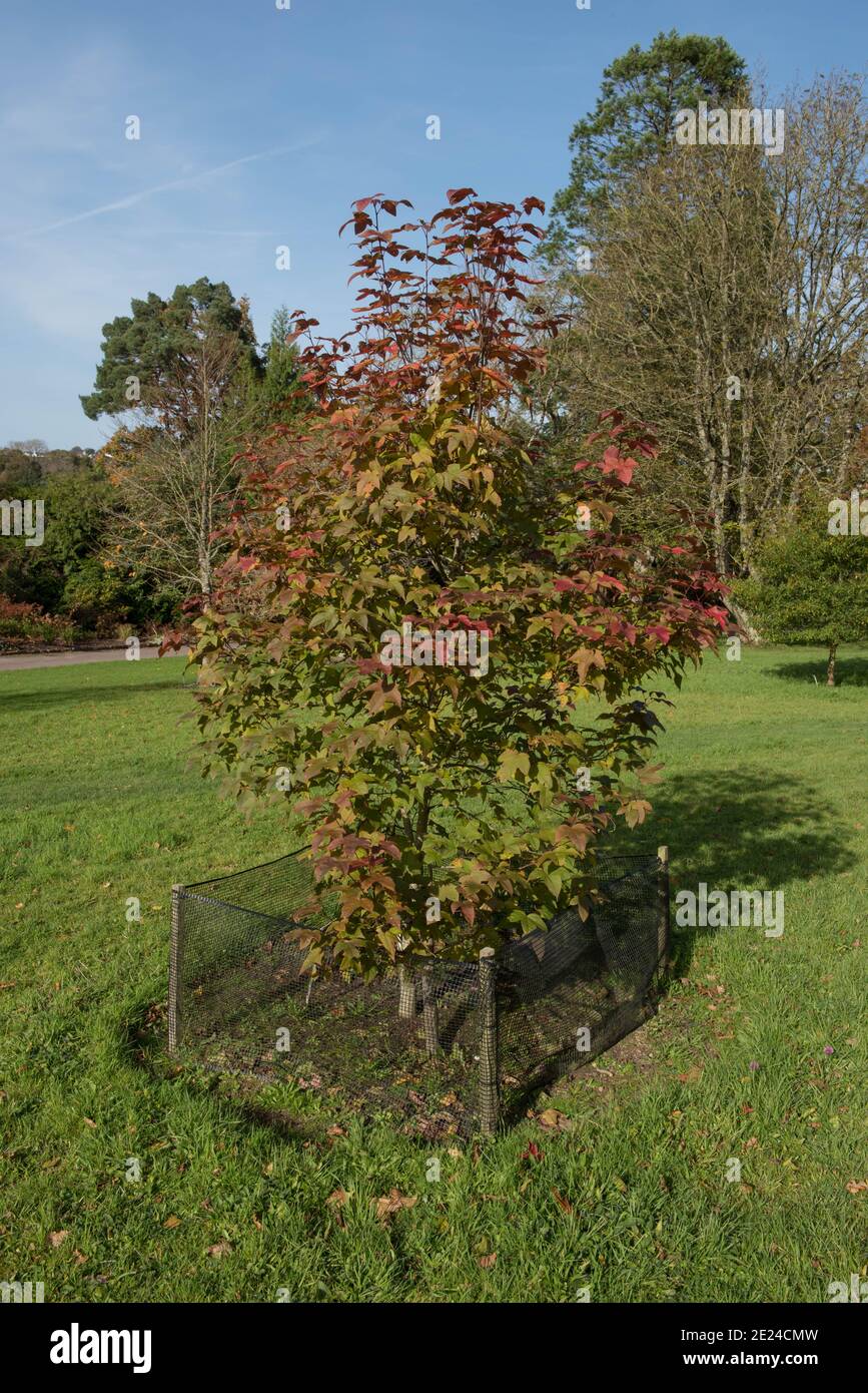 Chinese sweet gum tree hi-res stock photography and images - Alamy