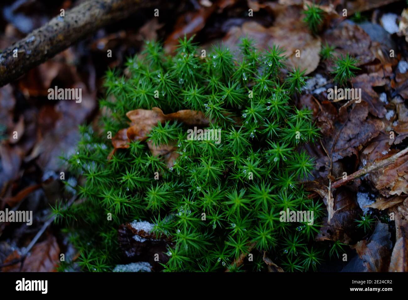 High angle shot plants hi-res stock photography and images - Alamy