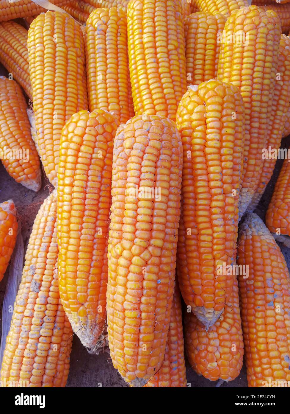 Maize, also known as corn, is a cereal grain first domesticated by ...