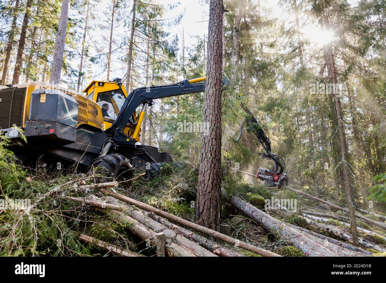 Feller buncher hi-res stock photography and images - Alamy