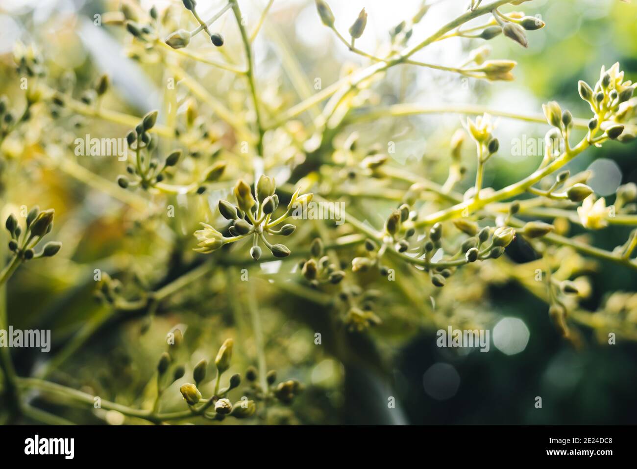 Buds of new leaves and flowers of an avocado tree. Blooming season ...