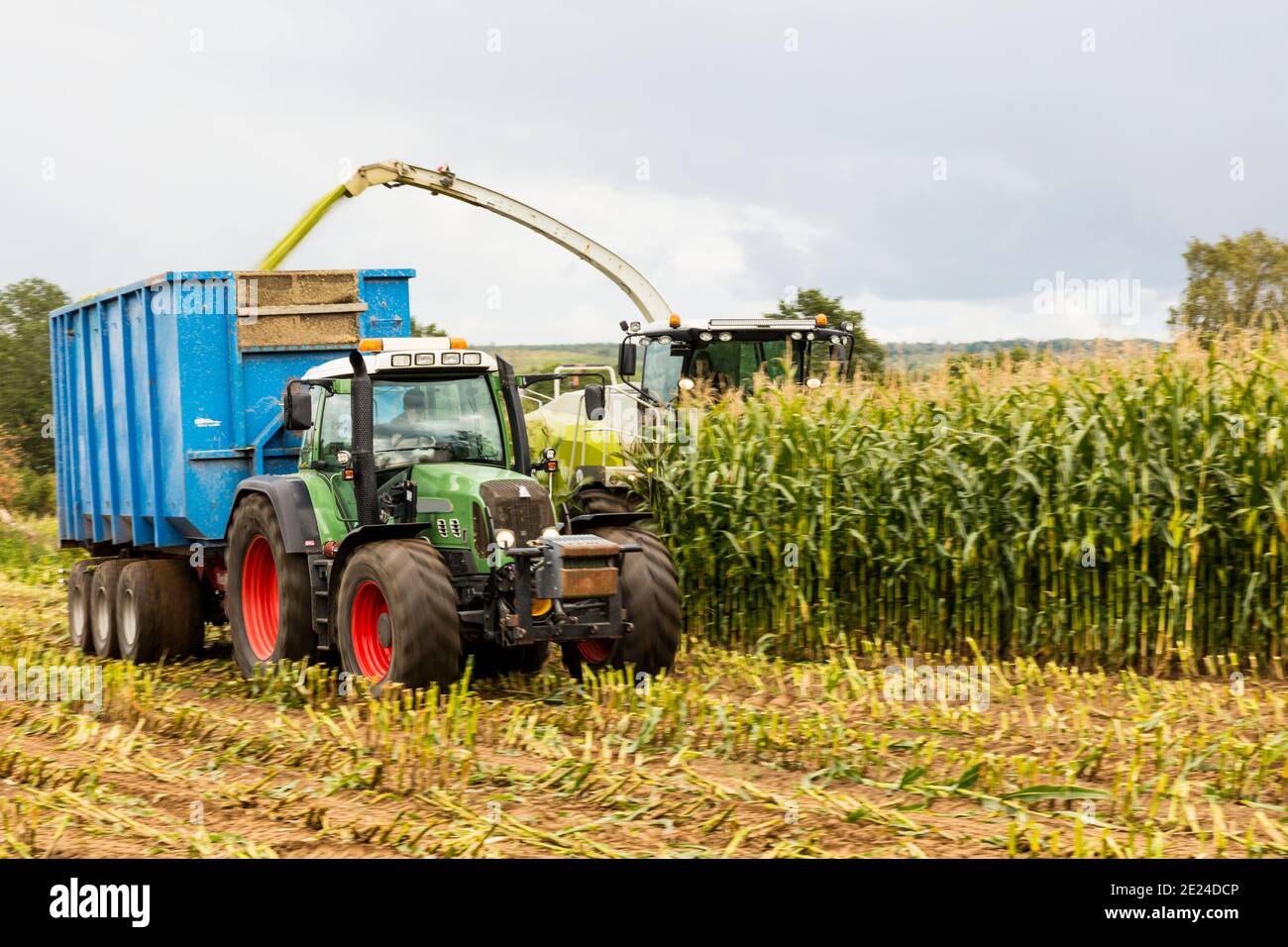 Harvesting corn field Stock Photo - Alamy