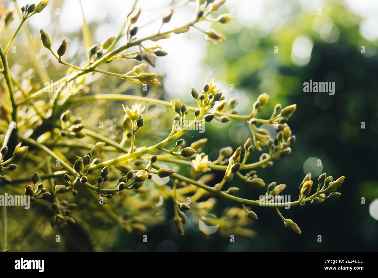 Buds of new leaves and flowers of an avocado tree. Blooming season ...