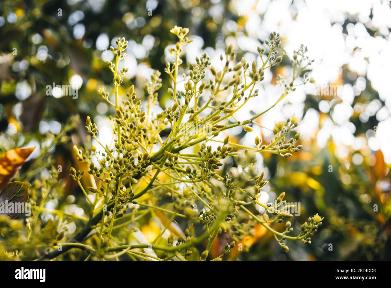 Buds of new leaves and flowers of an avocado tree. Blooming season ...