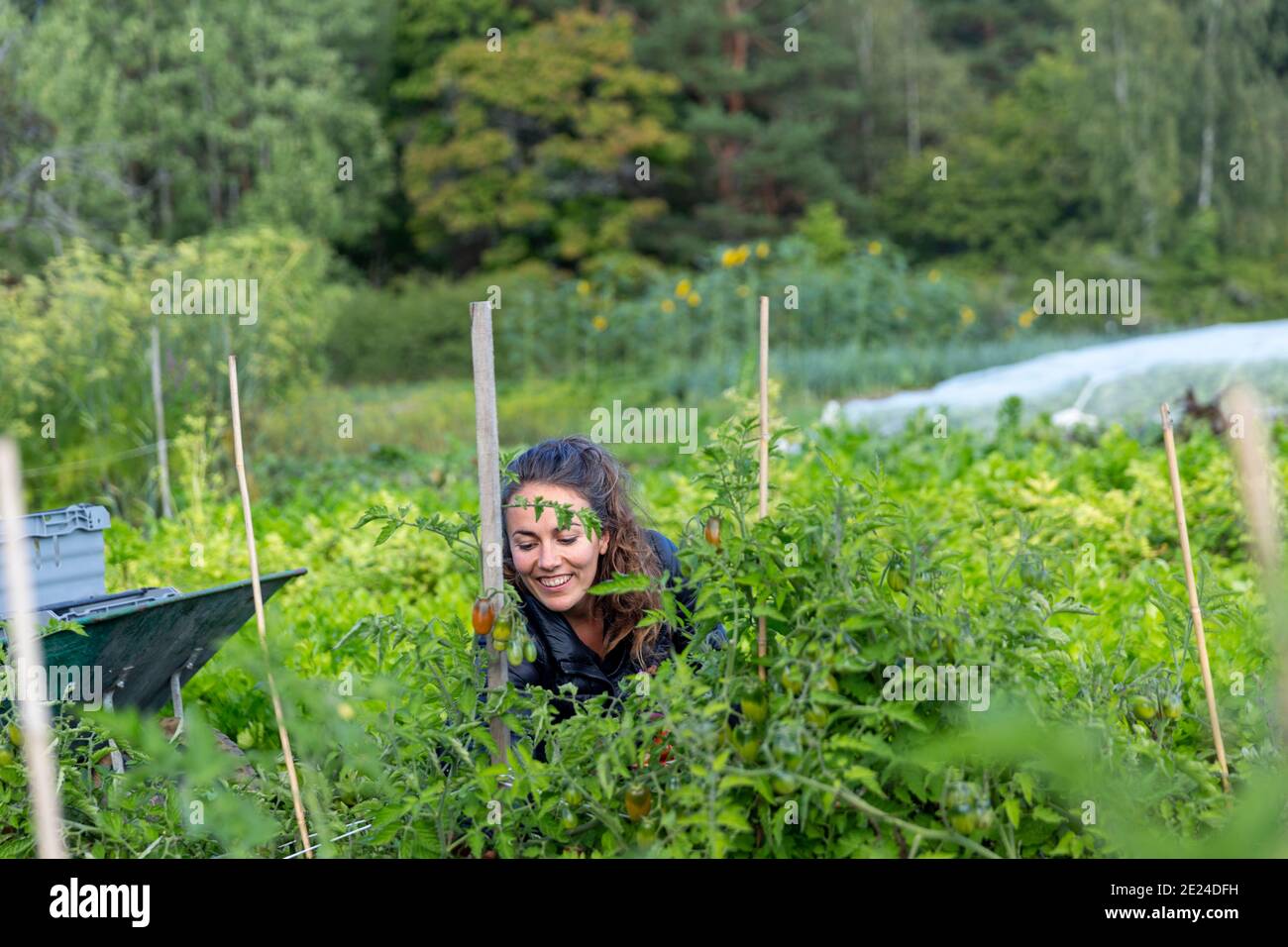 Scandinavian patch hi-res stock photography and images - Alamy