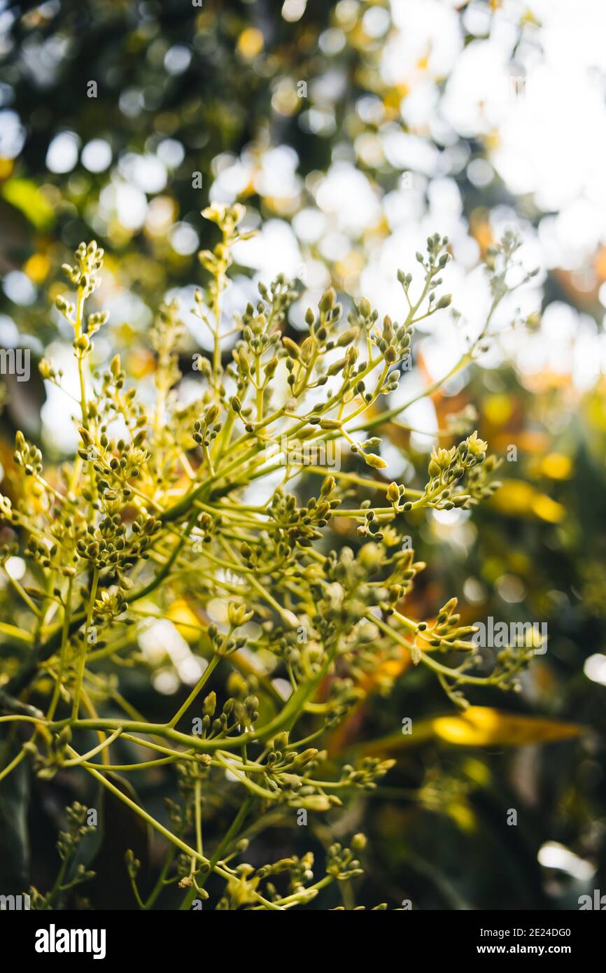 Buds of new leaves and flowers of an avocado tree. Blooming season ...
