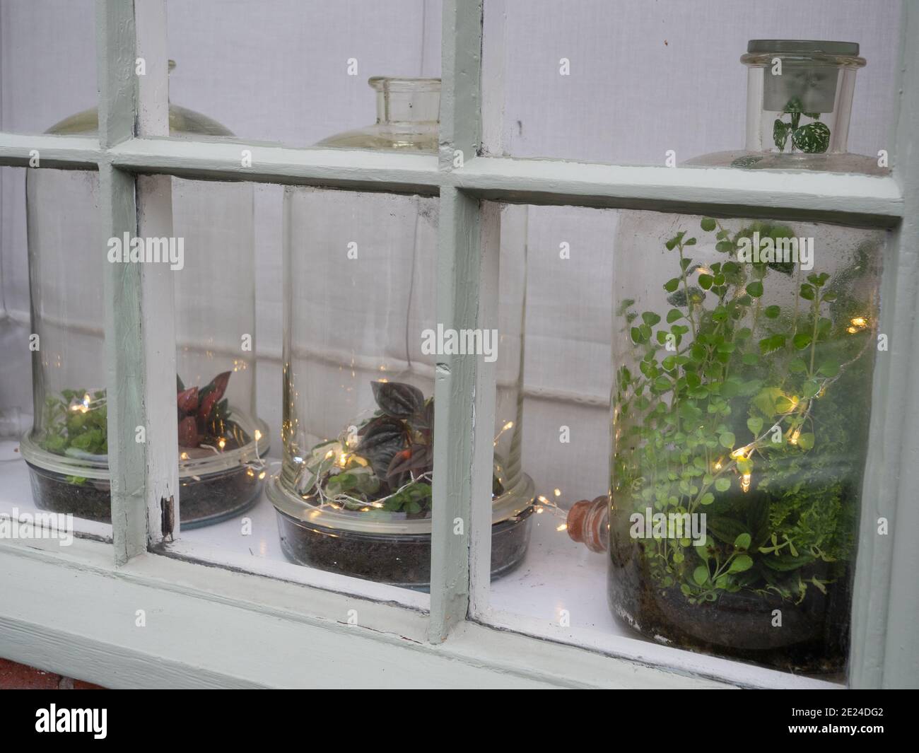A collection of illuminated terrariums on the window ledge of a private ...