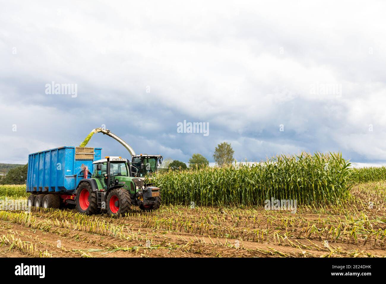 Harvesting corn field Stock Photo - Alamy