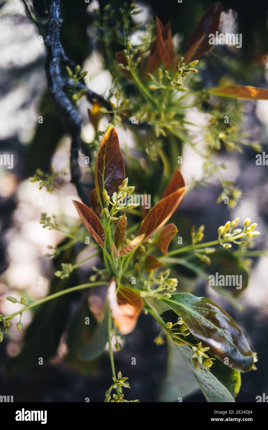 Buds of new leaves and flowers of an avocado tree. Blooming season ...